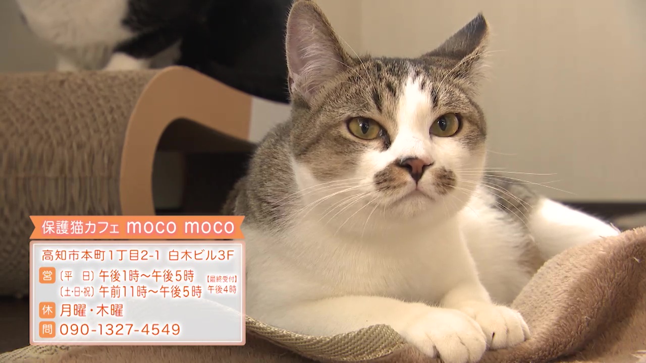 1月12日（木）＃シェアふる 保護猫カフェ moco moco | KUTVテレビ高知